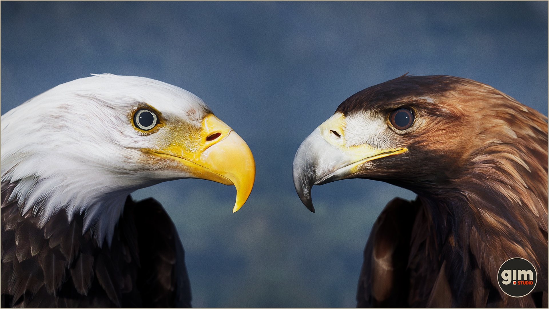 Golden Eagle Vs Bald Eagle Am
