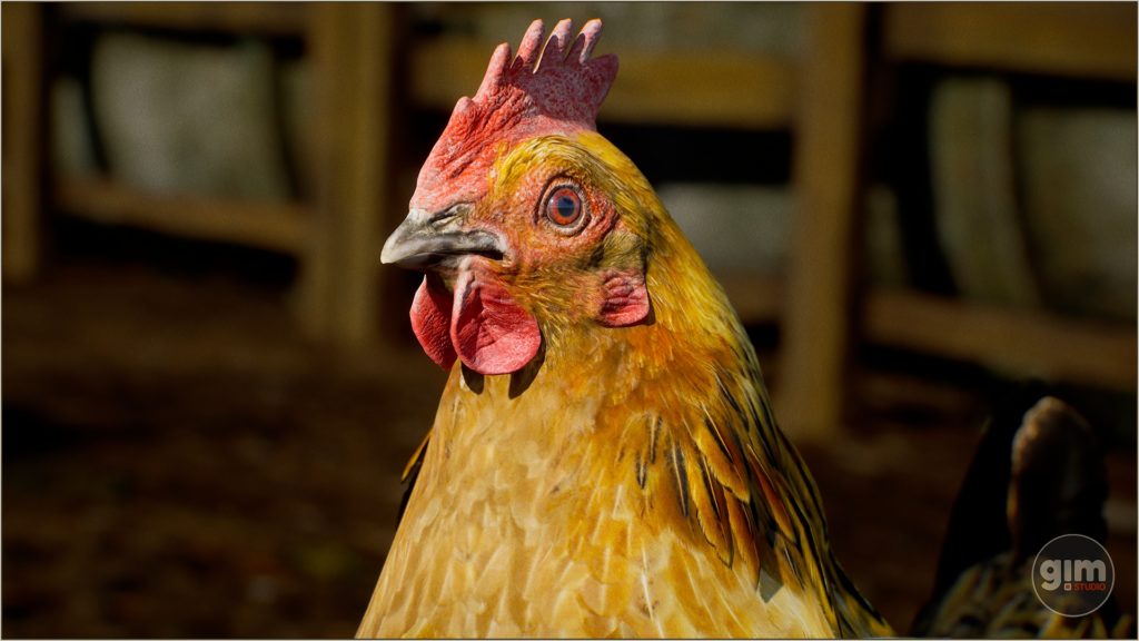 GiM - Chicken for Unreal Engine and Unity